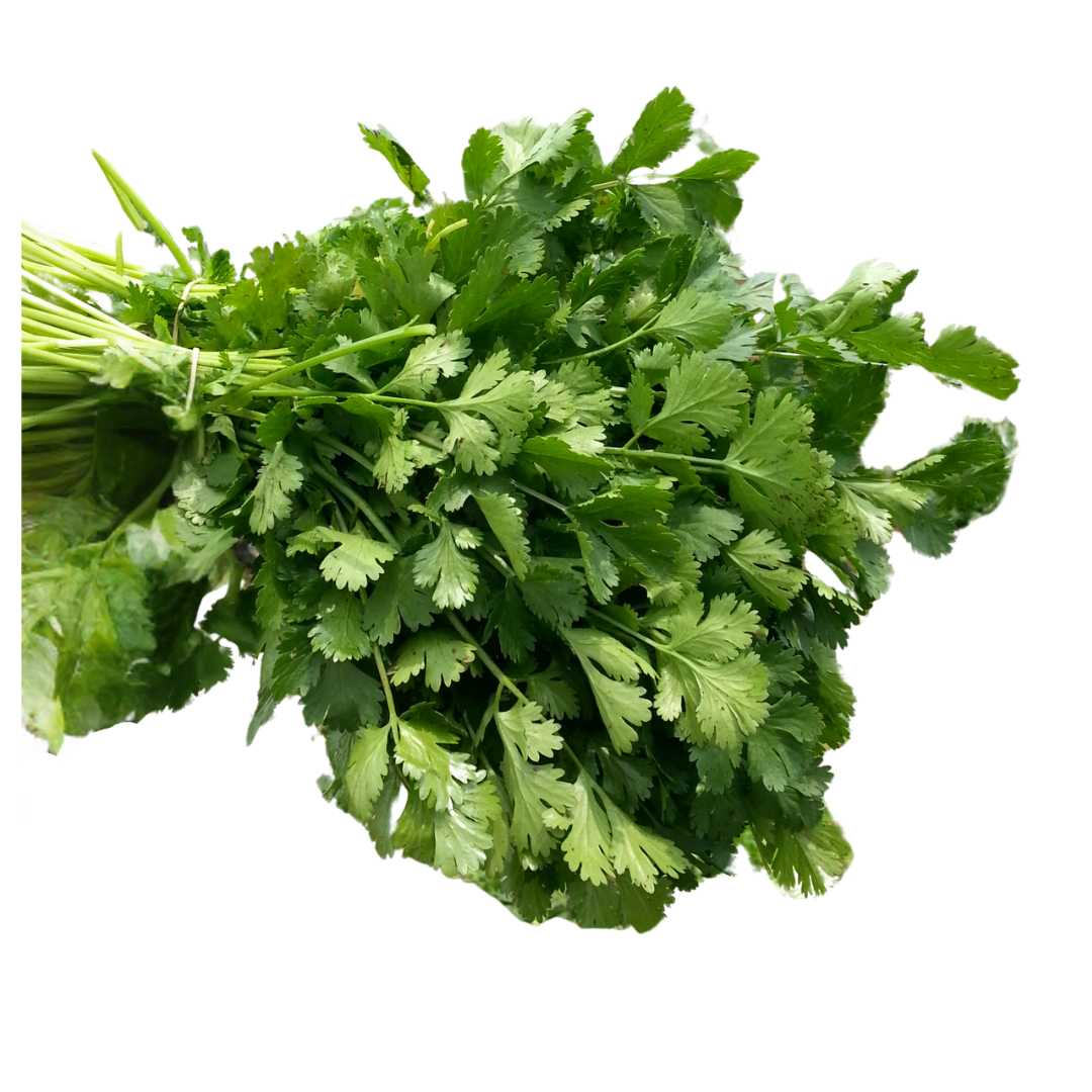 Cilantro – King Seeds Online