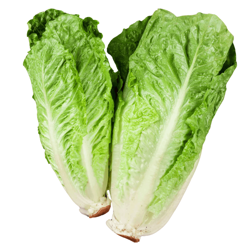 Lechuga – King Seeds Online