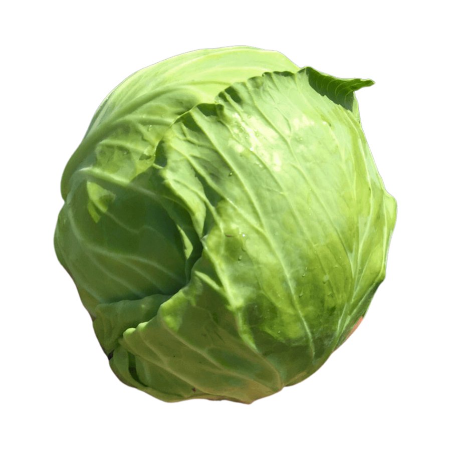 King Seeds | Semillas para siembra – King Seeds Online