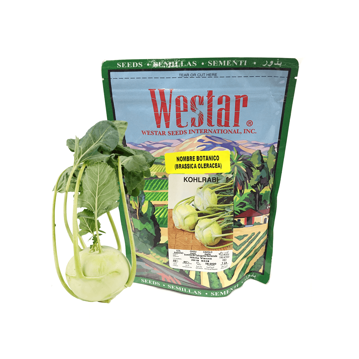 Colinabo Early White Vienna 1Lb – King Seeds Online