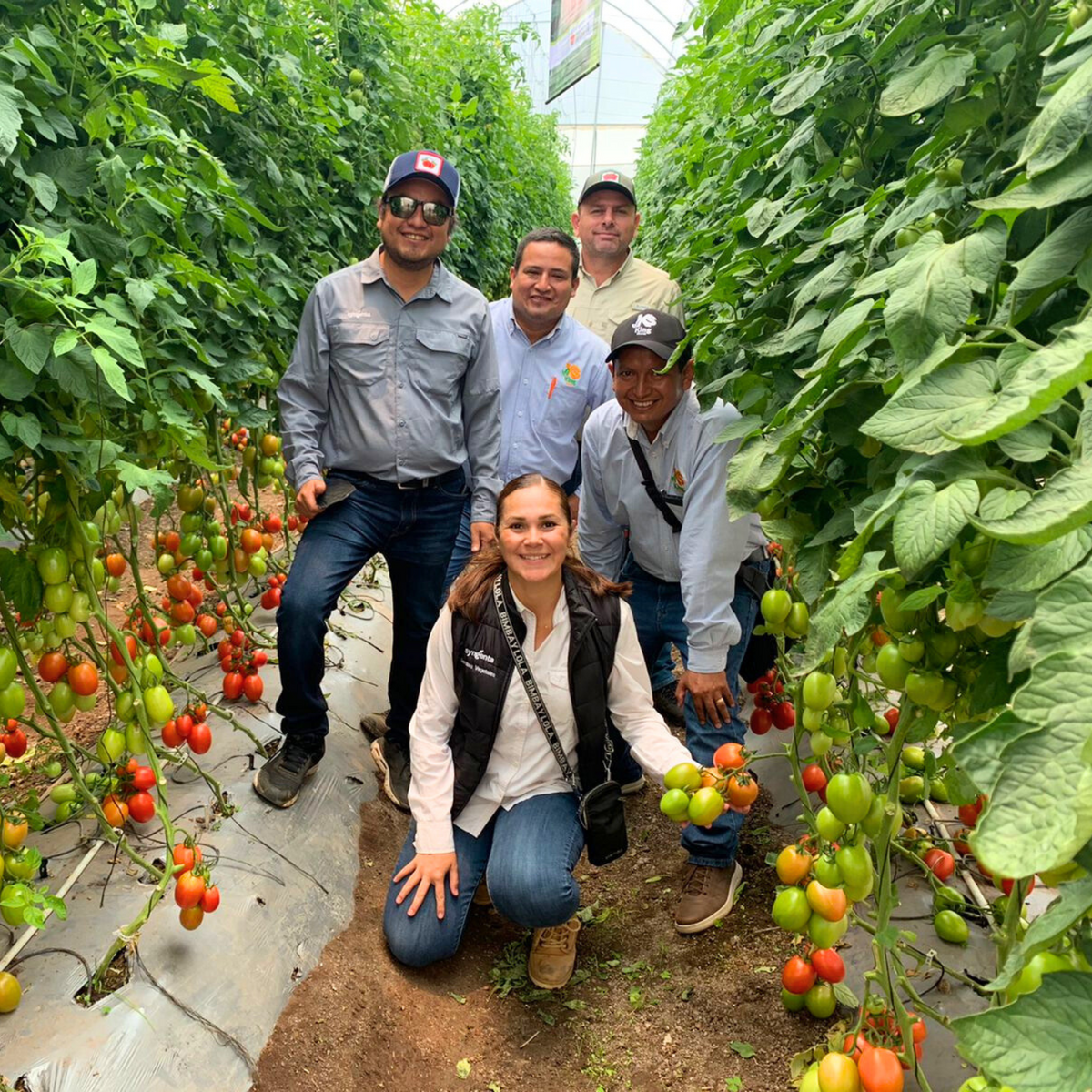 Nosotros – King Seeds Online